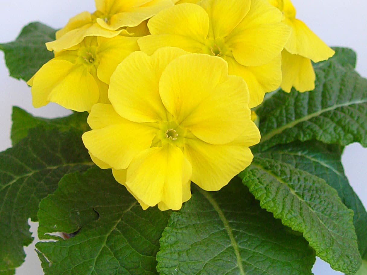 La Primula acaulis, anunciando la primavera, planta de temporada