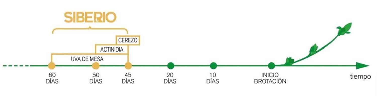 SIBERIO: ANTICIPA EL DESARROLLO VEGETATIVO