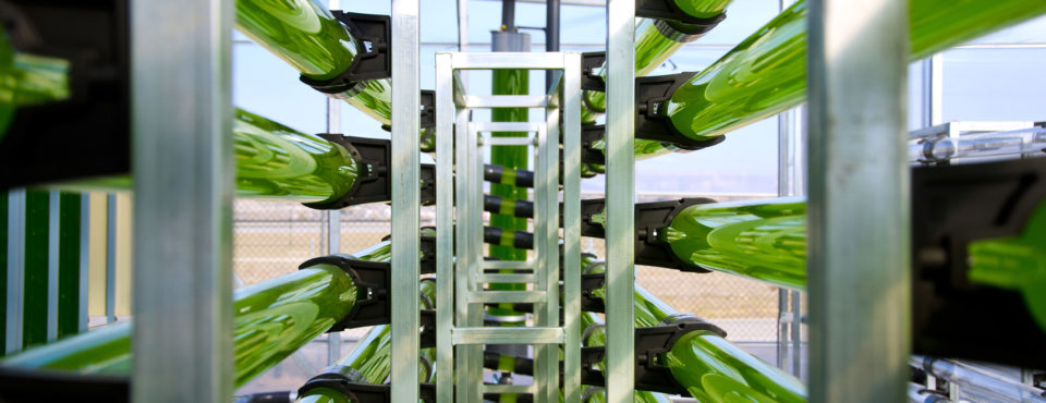 AlgaEnergy y Krishi Rasayan crean en la India AgMA Energy Pvt. Ltd.