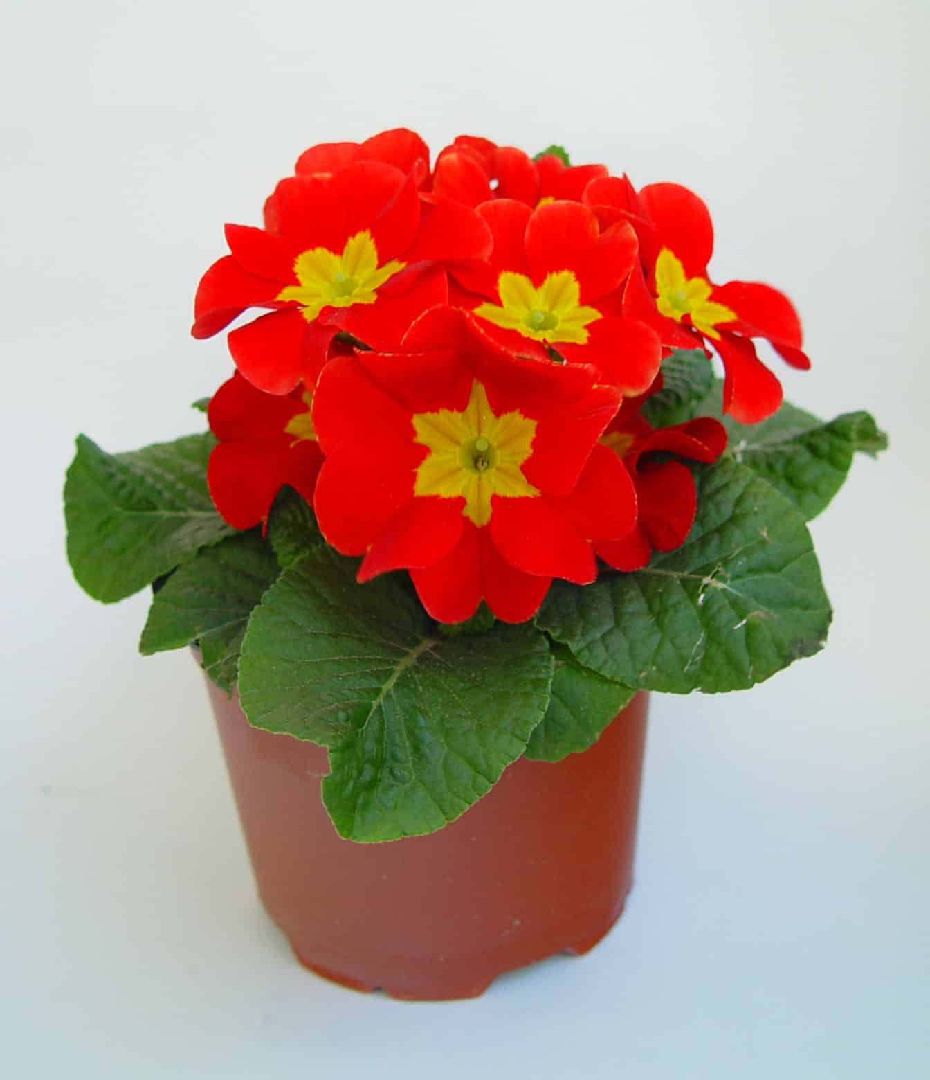 La Primula acaulis, anunciando la primavera, planta de temporada