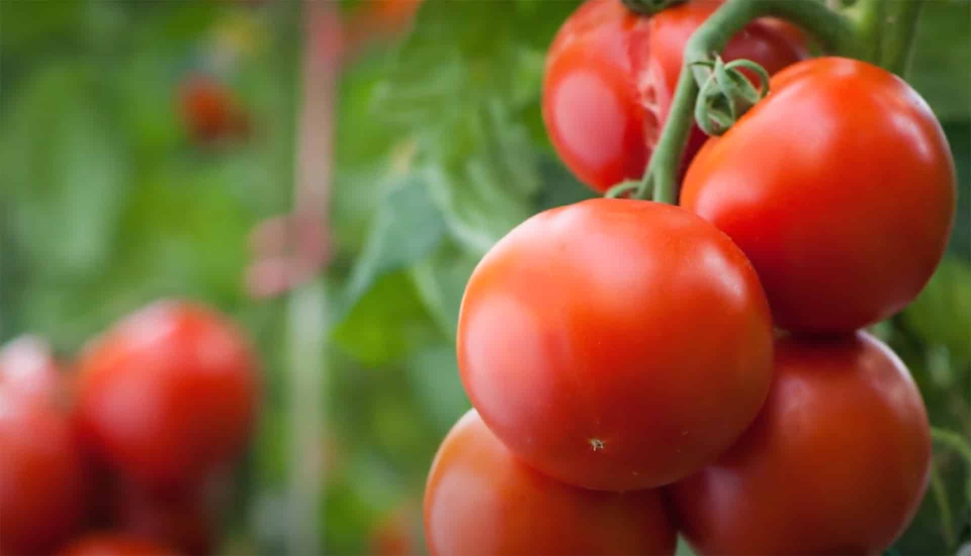 LIDA Plant Research: mejorar la calidad de las hortalizas este verano