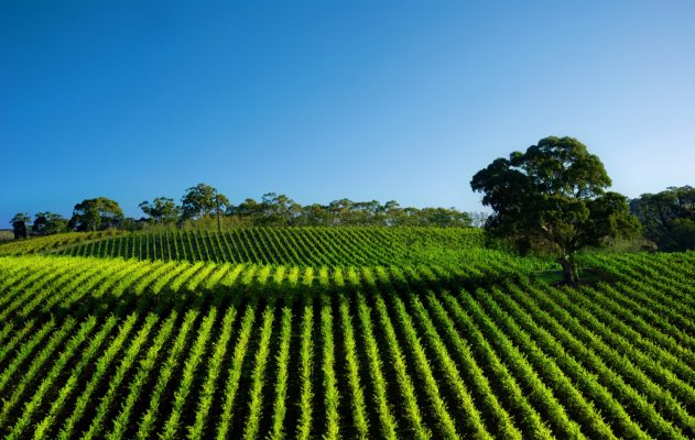 AFEPASA Beneficios del azufre en polvo para uso agrícola