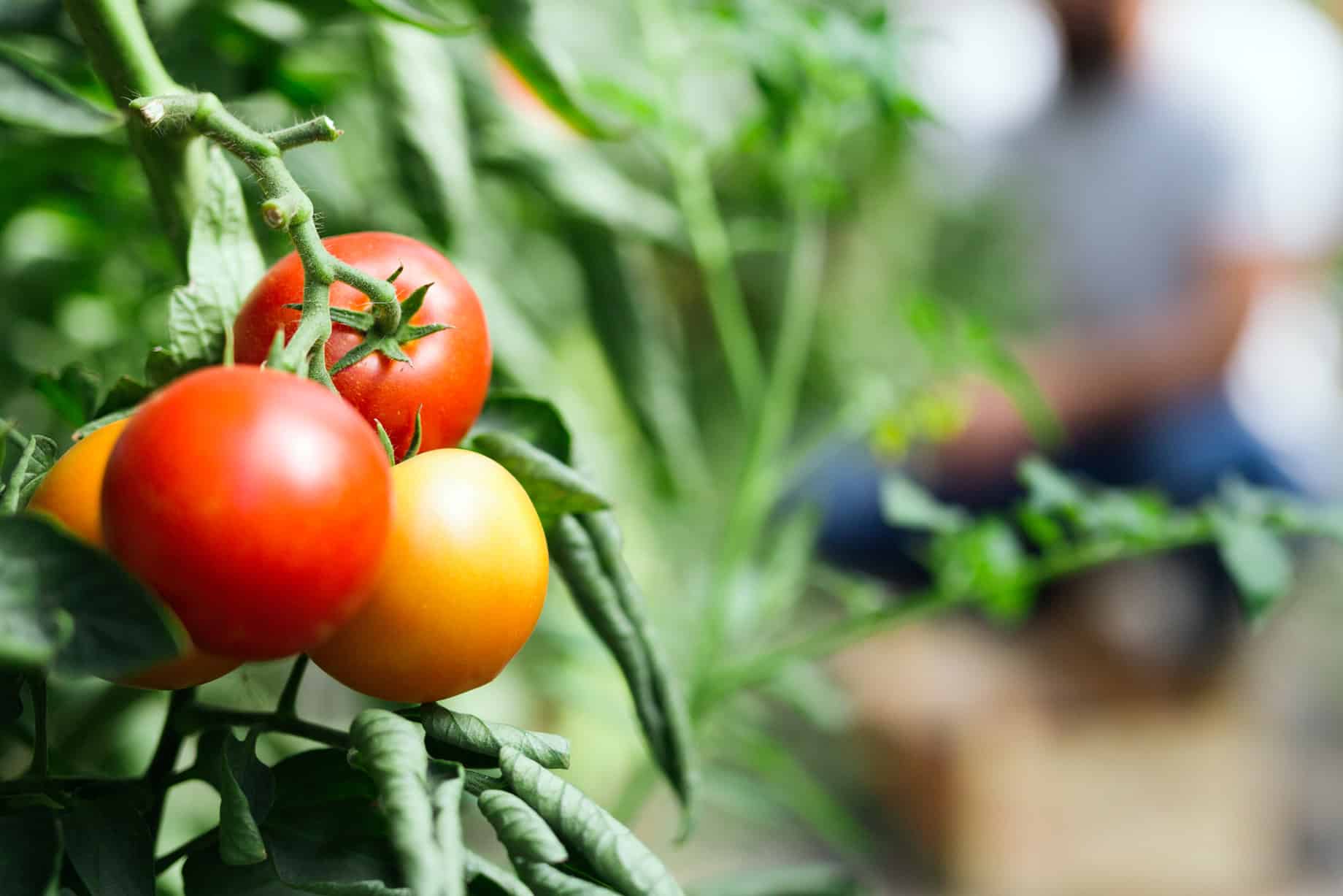 AFEPASA Beneficios del azufre en polvo para uso agrícola